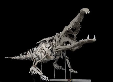 Story In A Skeleton A Phytosaur Fighting Infection