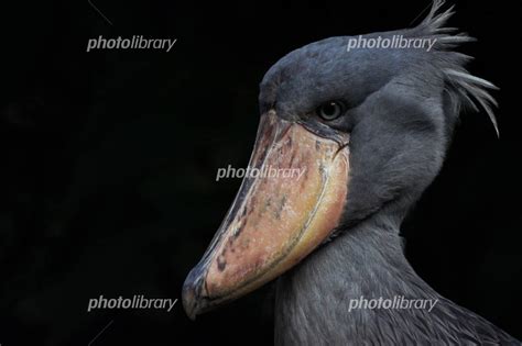 Photolibrary
