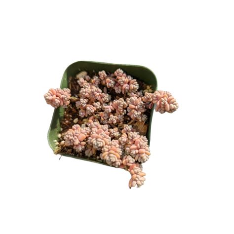 Sedum Dasyphyllum Minor Indoor And Outdoor Plants