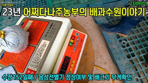 23년 배과수원이야기 153 음성선별기 정상여부 및 배크기에 따른 무게확인 음성선별기 첫수확 호밀 무경운 초생재배