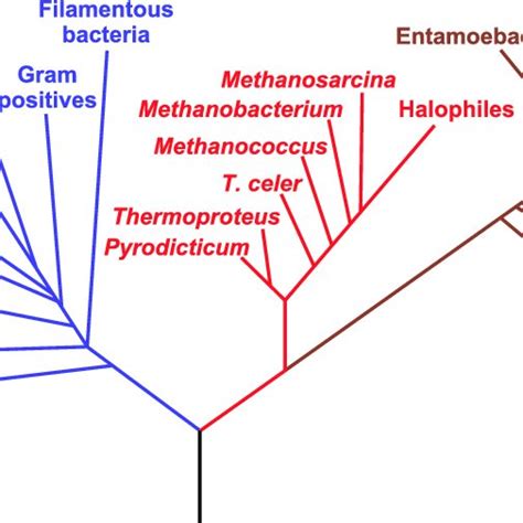 Examples Of Archaea A Tree Of Life Domain Museum Of