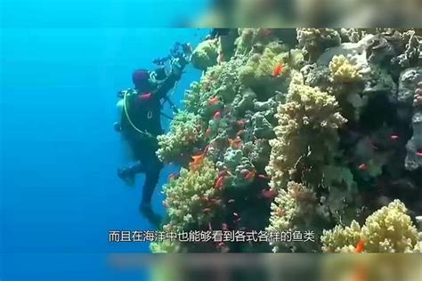 小伙海里发现透明鱼专家看后大吃一惊赶紧放生这不是鱼
