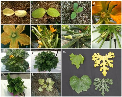 Examples Of Morphological Mutants Observed Within The C Pepo TILLING