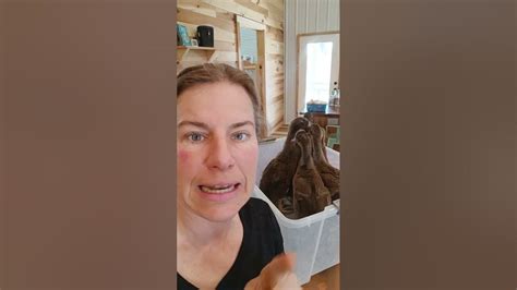 🦆 🫓 Quackers In The Kitchen Shorts Youtube