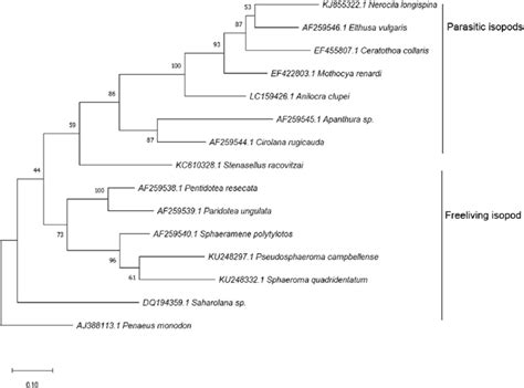 Phylogenetic Tree Of Parasitic And Free Living Forms Of Isopods The Download Scientific