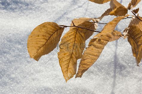 干叶子高清摄影大图 千库网