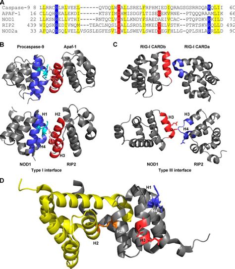 Engagement Of Nucleotide Binding Oligomerization Domain Containing Protein 1 Nod1 By Receptor