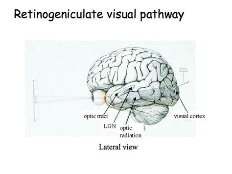 Lateral Geniculate Visual Field