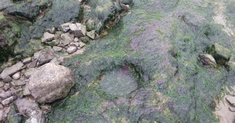 충남 고대환경 해석 자료 보령 공룡발자국화석 충남도 기념물 지정