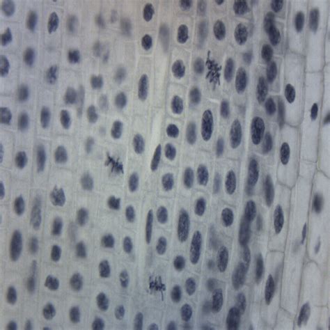 Lilium Mitosis Prepared Microscope Slide 75 X 25mm Biology And Microscopy Eisco Labs