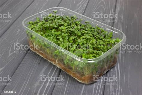 겨자 마이크로 그린이 담긴 용기 샐러드와 건강한 식생활을위한 신선한 겨자의 어린 콩나물 0명에 대한 스톡 사진 및 기타 이미지