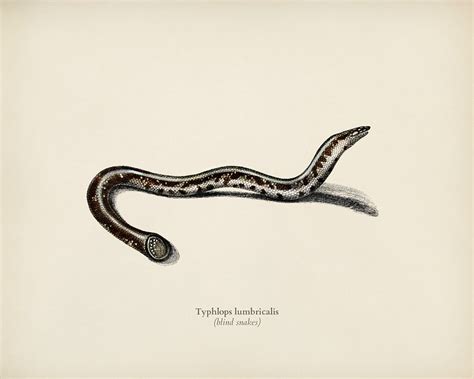 Blind Snakes Typhlops Lumbricalis Illustrated Premium Photo