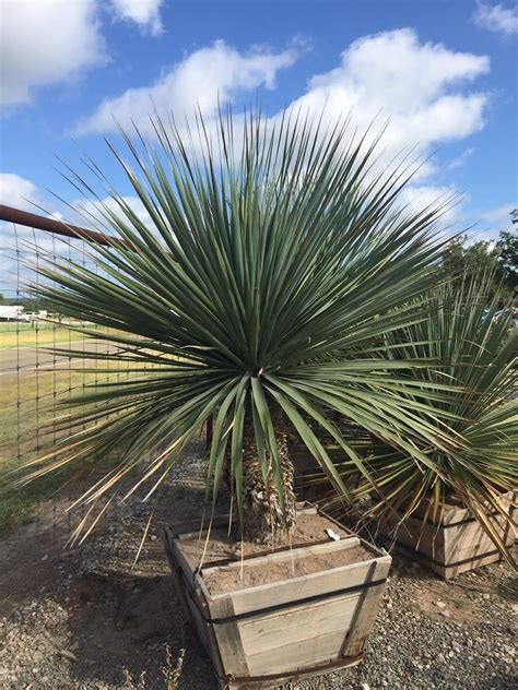 Nelsons Beargrass Backbone Valley Nursery