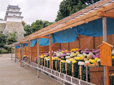 第95回 明石公園菊花展覧会明石公園で10 2111 12開催2023年 明石たうんず明石駅周辺明石公園のイベントグルメ観光