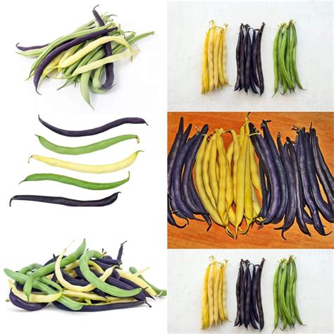 Types Of Green Bean Seeds Blue Lake S 7 Stringless Pole Bean Jung