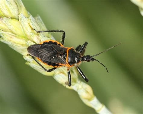 Assassin Bug A Photo On Flickriver