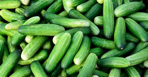 What Are The Different Types Of Cucumber Plants You Can Grow