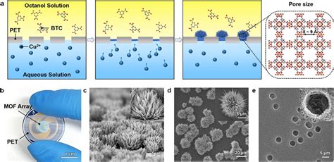 Synthesis Of Urchin‐like Mof Array A Schematic Illustration Of The Download Scientific
