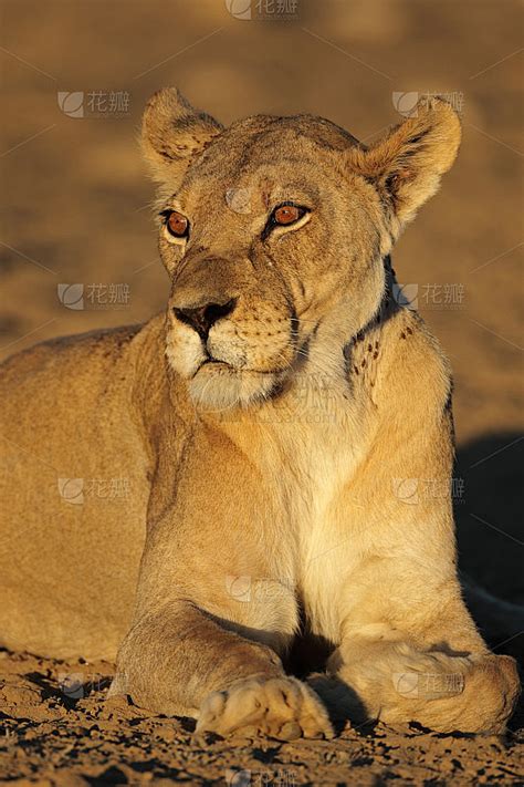 非洲狮的肖像