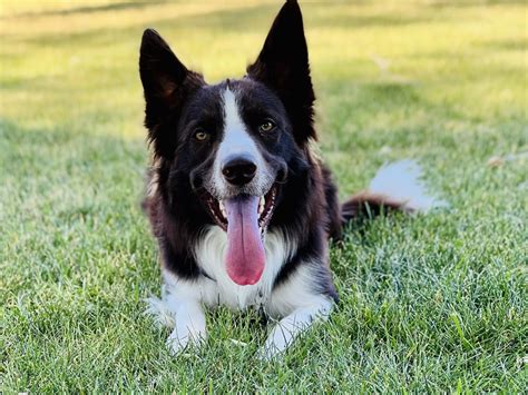 Duke Wants A New Friend Where Do You Find Border Collies To Rescue
