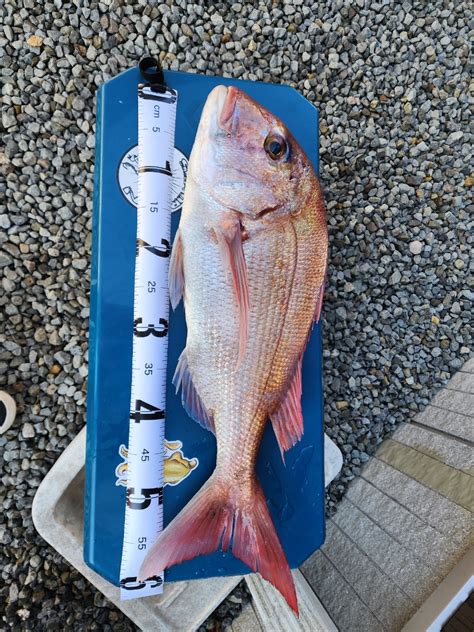シュバルツシルト半径06710087 さんの 2023年11月14日の釣り釣果情報 鹿児島湾 アングラーズ 釣果400万件の魚釣り