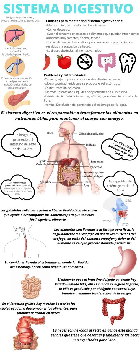 Infografia Anatomia Del Sistema Digestivo Anatomía 43 OFF