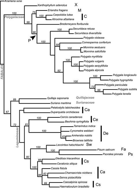 Nelsen Consensus Tree Derived From Parsimony Analysis Of Matrix B