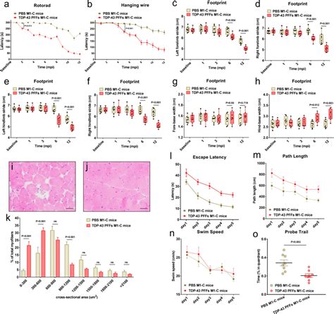 Behavioral Analysis Of Tdp 43 Pffs M1 C And Pbs M1 C Mice Rotarod Test Download Scientific
