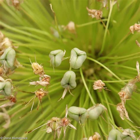 Allium Giganteum • Floravegeu
