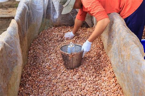 Cocoa Beans Extraction At Barry Heideman Blog