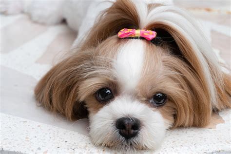 How Long Is A Shih Tzu In Heat Everything You Need To Know Hepper
