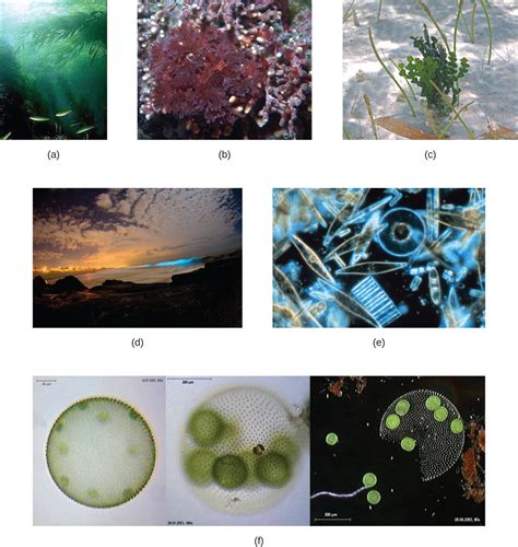 Algae Examples