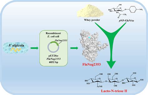 中国海洋大学毛相朝等以新型β N 乙酰氨基己糖苷酶转化乳清粉产乳糖 N 三糖 知乎