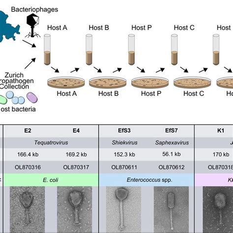 Isolation And Characterization Of Strictly Lytic E Coli Enterococcus Download Scientific