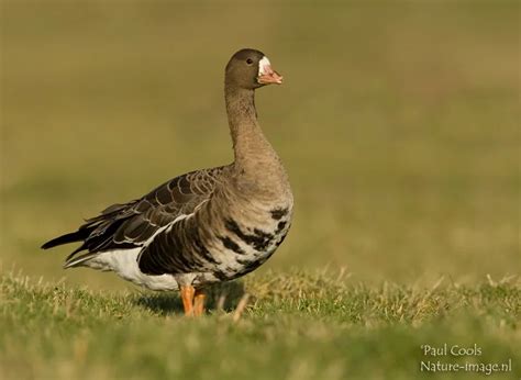 Kolgans Fbe Noord Holland