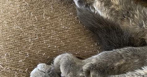 I Have Collected All Of The Beans Album On Imgur