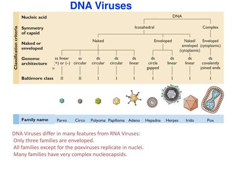 PPT VIRUS STRUCTURE AND CLASSIFICATION PowerPoint Presentation Free Download ID 2274975