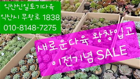 익산신일토기다육새로운다육♡왕창할인♡이전기념sale010 8148 7275 Youtube