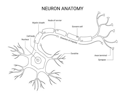 Premium Vector Diagram Of Neuron Anatomy Medical Design With Line Style