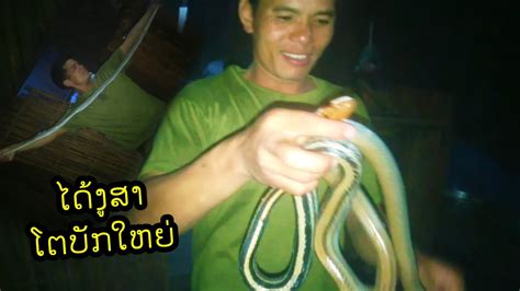 ได้งูสาโตบักใหย่ ໄດ້ງູສາໂຕບັກໃຫຍ່ 4321บ่าวแก้ว Youtube