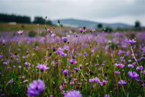 Purple Flower Field Landscape