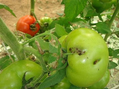 Доматен миниращ молец Български Фермер