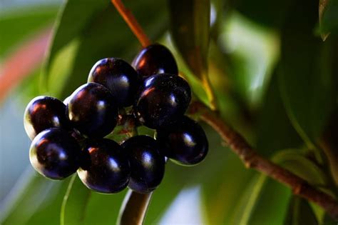 7 Wild Fruit Trees In Alabama Plant Grower Report