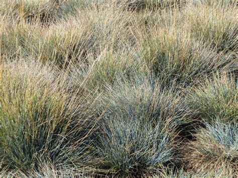 Winterharde Grassen Selectie En Variëteit Agri World