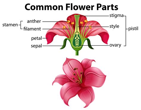 Flower Parts Of A Flower Parts Of A Flower And Their Functions With