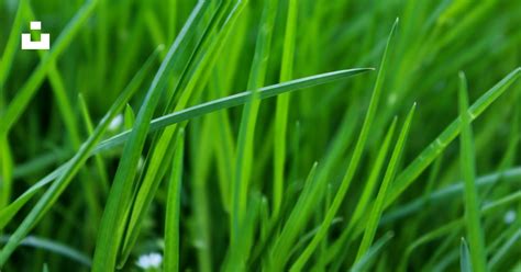 물방울이 있는 푸른 잔디 클로즈업 사진 Unsplash의 무료 녹색 이미지