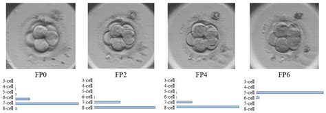 Ai Embryo Selection For Ivf