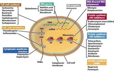 Overview Of An Antimicrobial Agents Microbiology Notes