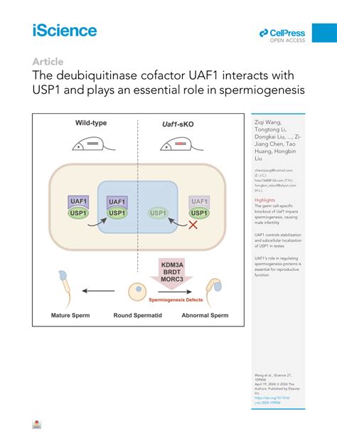 Pdf The Deubiquitinase Cofactor Uaf1 Interacts With Usp1 And Plays An