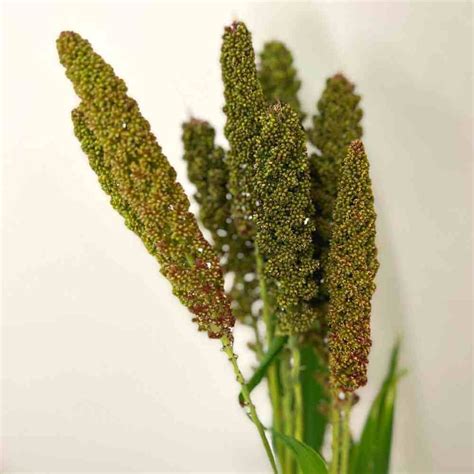 Ornamental Grass Seeds The Gardeners Workshop